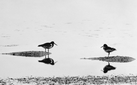 Walter Mayr: Blicke vom Meeresland | Peter Panter Buchladen